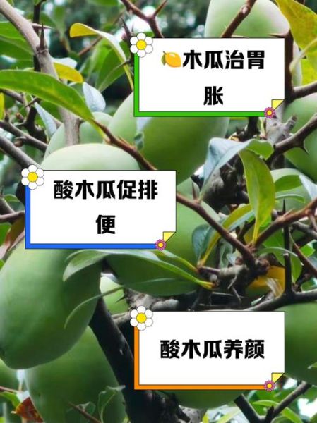 木质木瓜的功效与作用_木质木瓜怎么吃效果最好-第1张图片-山城妙识 木质木瓜的功效与作用_木质木瓜怎么吃效果最好-第1张图片-山城妙识