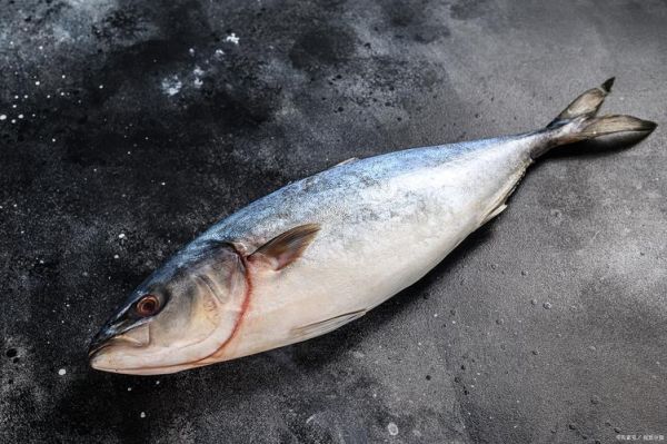 小金枪鱼图片_如何挑选最新鲜的小金枪鱼-第1张图片-山城妙识