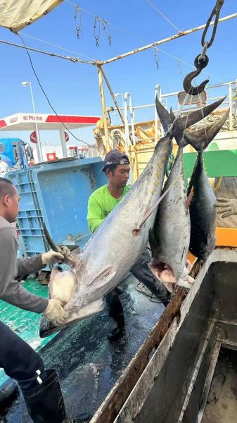 小金枪鱼图片_如何挑选最新鲜的小金枪鱼-第3张图片-山城妙识