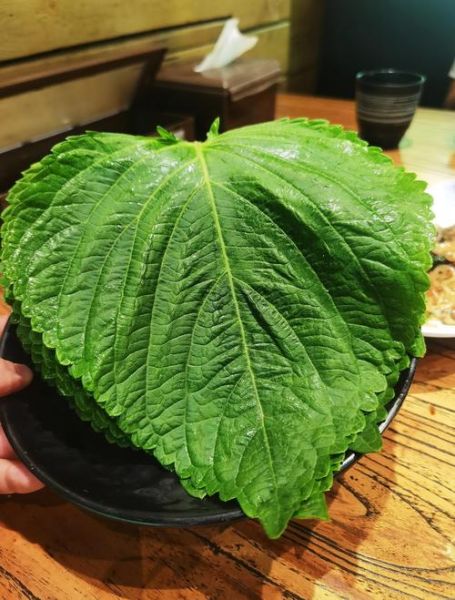韩国人为什么吃苏子叶_苏子叶在韩国饮食中的作用-第2张图片-山城妙识 韩国人为什么吃苏子叶_苏子叶在韩国饮食中的作用-第2张图片-山城妙识