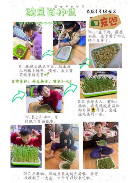 豌豆苗怎么种_豌豆苗几天发芽-第1张图片-山城妙识 豌豆苗怎么种_豌豆苗几天发芽-第1张图片-山城妙识