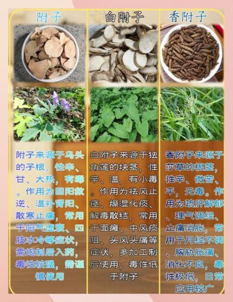 香附子图片功效与作用_香附子能治什么病-第1张图片-山城妙识