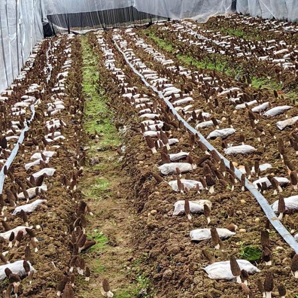 羊肚菌适合在什么地方种植_羊肚菌种植环境要求-第1张图片-山城妙识 羊肚菌适合在什么地方种植_羊肚菌种植环境要求-第1张图片-山城妙识