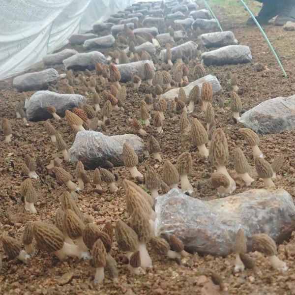 羊肚菌适合在什么地方种植_羊肚菌种植环境要求-第2张图片-山城妙识 羊肚菌适合在什么地方种植_羊肚菌种植环境要求-第2张图片-山城妙识