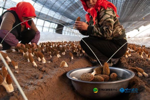 羊肚菌适合在什么地方种植_羊肚菌种植环境要求-第3张图片-山城妙识 羊肚菌适合在什么地方种植_羊肚菌种植环境要求-第3张图片-山城妙识