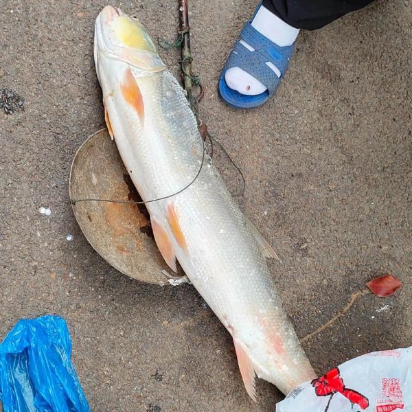 鱤鱼多少钱一斤_鱤鱼价格行情-第2张图片-山城妙识 鱤鱼多少钱一斤_鱤鱼价格行情-第2张图片-山城妙识