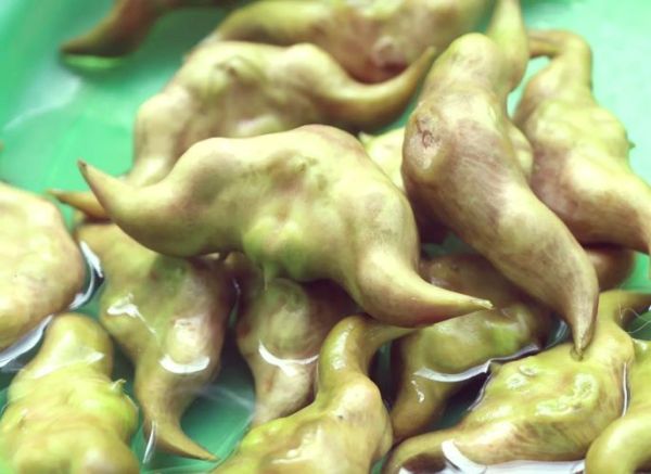 菱角根茎叫什么菜_菱角根茎能吃吗-第3张图片-山城妙识 菱角根茎叫什么菜_菱角根茎能吃吗-第3张图片-山城妙识