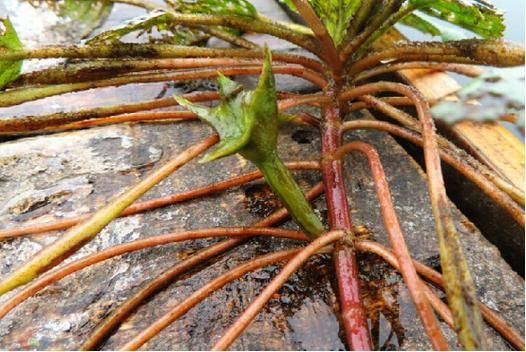 菱角根茎叫什么菜_菱角根茎能吃吗-第1张图片-山城妙识 菱角根茎叫什么菜_菱角根茎能吃吗-第1张图片-山城妙识