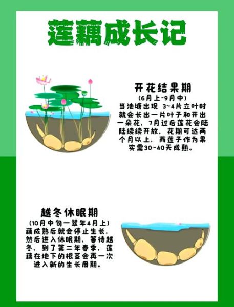 藕的功效与作用及禁忌_吃藕的注意事项-第1张图片-山城妙识 藕的功效与作用及禁忌_吃藕的注意事项-第1张图片-山城妙识