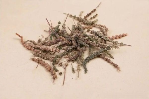 荆芥穗图片长什么样_荆芥穗与荆芥区别-第2张图片-山城妙识 荆芥穗图片长什么样_荆芥穗与荆芥区别-第2张图片-山城妙识