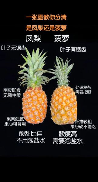 凤梨和菠萝是一种水果吗_区别在哪-第2张图片-山城妙识 凤梨和菠萝是一种水果吗_区别在哪-第2张图片-山城妙识