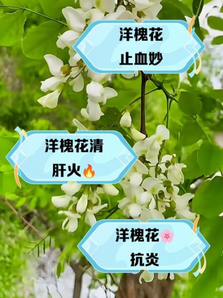 干槐花泡水喝的功效_干槐花泡水喝的禁忌-第1张图片-山城妙识 干槐花泡水喝的功效_干槐花泡水喝的禁忌-第1张图片-山城妙识