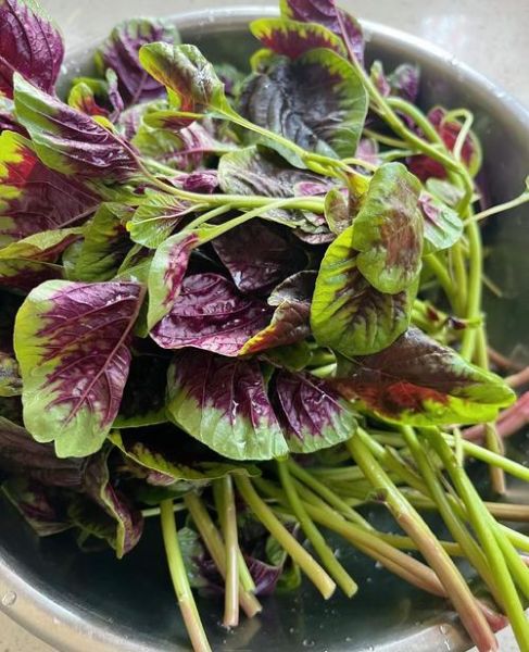 苋菜怎么炒好吃_苋菜的营养价值有哪些-第2张图片-山城妙识 苋菜怎么炒好吃_苋菜的营养价值有哪些-第2张图片-山城妙识