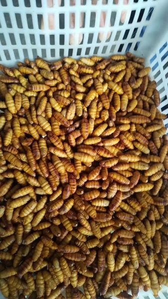 蚕蛹价格多少钱一斤_蚕蛹多少钱一斤最新行情-第1张图片-山城妙识 蚕蛹价格多少钱一斤_蚕蛹多少钱一斤最新行情-第1张图片-山城妙识