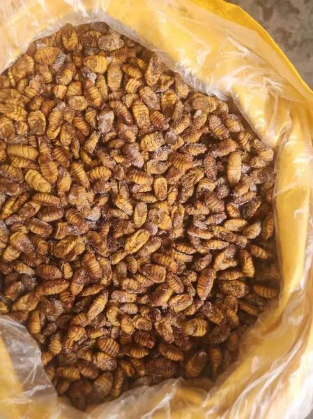 蚕蛹价格多少钱一斤_蚕蛹多少钱一斤最新行情-第3张图片-山城妙识 蚕蛹价格多少钱一斤_蚕蛹多少钱一斤最新行情-第3张图片-山城妙识