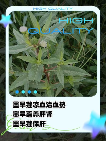 旱莲草别名有哪些_旱莲草与墨旱莲区别-第3张图片-山城妙识 旱莲草别名有哪些_旱莲草与墨旱莲区别-第3张图片-山城妙识
