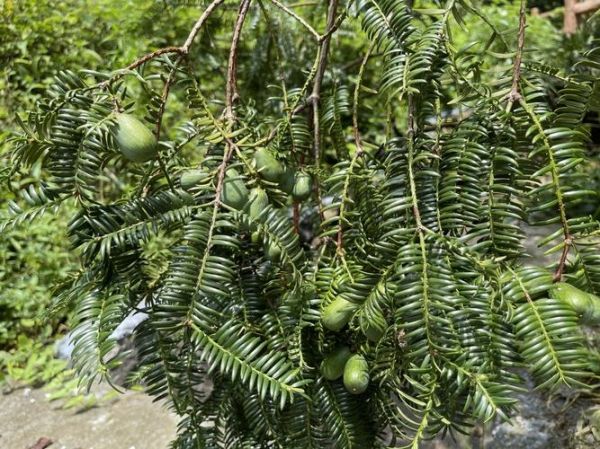 香榧图片长什么样_香榧真假怎么分辨-第2张图片-山城妙识 香榧图片长什么样_香榧真假怎么分辨-第2张图片-山城妙识