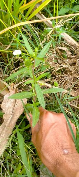 旱莲草别名有哪些_旱莲草与墨旱莲区别-第1张图片-山城妙识 旱莲草别名有哪些_旱莲草与墨旱莲区别-第1张图片-山城妙识