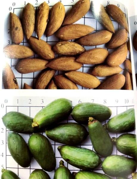 香榧图片长什么样_香榧真假怎么分辨-第3张图片-山城妙识 香榧图片长什么样_香榧真假怎么分辨-第3张图片-山城妙识