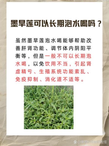 旱莲草别名有哪些_旱莲草与墨旱莲区别-第2张图片-山城妙识 旱莲草别名有哪些_旱莲草与墨旱莲区别-第2张图片-山城妙识