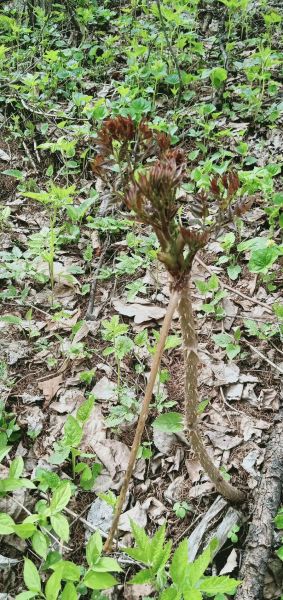 刺嫩芽怎么保存_刺嫩芽的功效与作用-第1张图片-山城妙识 刺嫩芽怎么保存_刺嫩芽的功效与作用-第1张图片-山城妙识