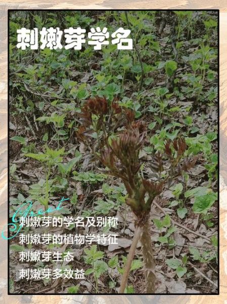 刺嫩芽怎么保存_刺嫩芽的功效与作用-第2张图片-山城妙识 刺嫩芽怎么保存_刺嫩芽的功效与作用-第2张图片-山城妙识