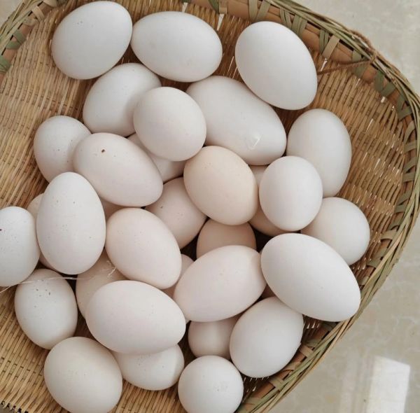 腌制咸鹅蛋的正确方法_咸鹅蛋多久能吃-第1张图片-山城妙识 腌制咸鹅蛋的正确方法_咸鹅蛋多久能吃-第1张图片-山城妙识
