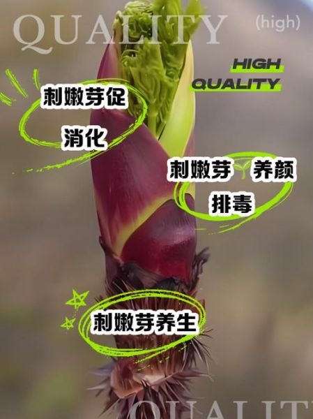 刺嫩芽怎么保存_刺嫩芽的功效与作用-第3张图片-山城妙识 刺嫩芽怎么保存_刺嫩芽的功效与作用-第3张图片-山城妙识