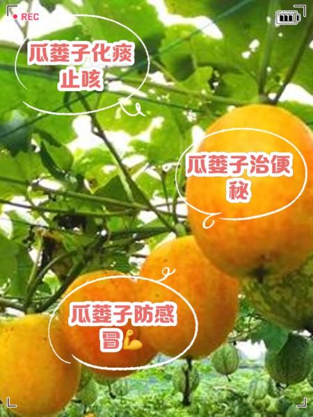 瓜蒌的功效与作用_瓜蒌用量是多少-第1张图片-山城妙识 瓜蒌的功效与作用_瓜蒌用量是多少-第1张图片-山城妙识