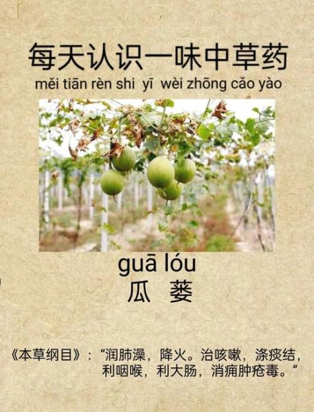 瓜蒌的功效与作用_瓜蒌用量是多少-第3张图片-山城妙识 瓜蒌的功效与作用_瓜蒌用量是多少-第3张图片-山城妙识