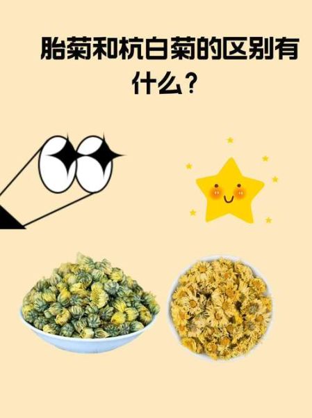 杭白菊和胎菊哪个降火好_菊花茶种类功效区别-第1张图片-山城妙识 杭白菊和胎菊哪个降火好_菊花茶种类功效区别-第1张图片-山城妙识