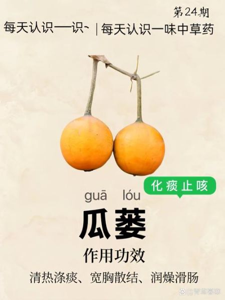 瓜蒌的功效与作用_瓜蒌用量是多少-第2张图片-山城妙识 瓜蒌的功效与作用_瓜蒌用量是多少-第2张图片-山城妙识