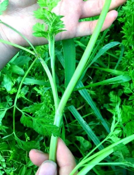 不能吃的野芹菜图片_有毒野芹菜怎么辨别-第1张图片-山城妙识 不能吃的野芹菜图片_有毒野芹菜怎么辨别-第1张图片-山城妙识
