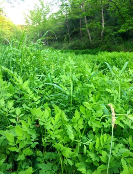 不能吃的野芹菜图片_有毒野芹菜怎么辨别-第2张图片-山城妙识 不能吃的野芹菜图片_有毒野芹菜怎么辨别-第2张图片-山城妙识