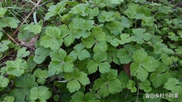 不能吃的野芹菜图片_有毒野芹菜怎么辨别-第3张图片-山城妙识 不能吃的野芹菜图片_有毒野芹菜怎么辨别-第3张图片-山城妙识