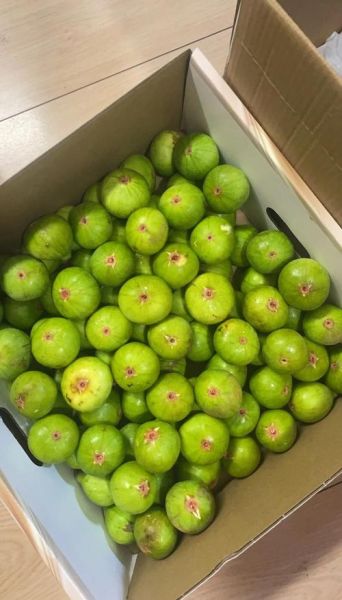 无花果图片大全大图_无花果怎么挑选-第3张图片-山城妙识