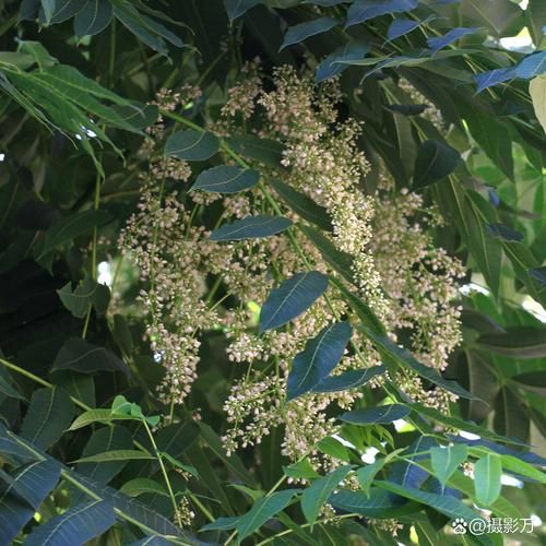 香椿树花长什么样_香椿果实能吃吗-第1张图片-山城妙识 香椿树花长什么样_香椿果实能吃吗-第1张图片-山城妙识