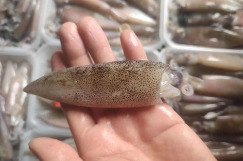 灯管小鱿鱼怎么清洗_灯管小鱿鱼怎么炒才嫩-第1张图片-山城妙识 灯管小鱿鱼怎么清洗_灯管小鱿鱼怎么炒才嫩-第1张图片-山城妙识