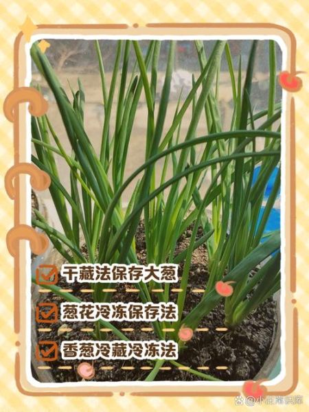 大葱怎么保存不空心_大葱怎么储存时间更长-第2张图片-山城妙识 大葱怎么保存不空心_大葱怎么储存时间更长-第2张图片-山城妙识