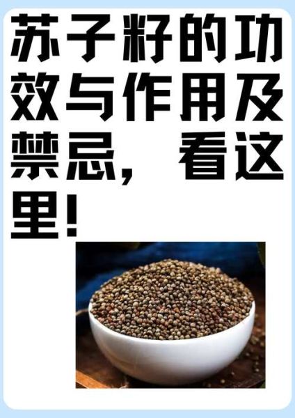 苏子籽的功效与作用_苏子籽怎么吃效果最好-第3张图片-山城妙识 苏子籽的功效与作用_苏子籽怎么吃效果最好-第3张图片-山城妙识