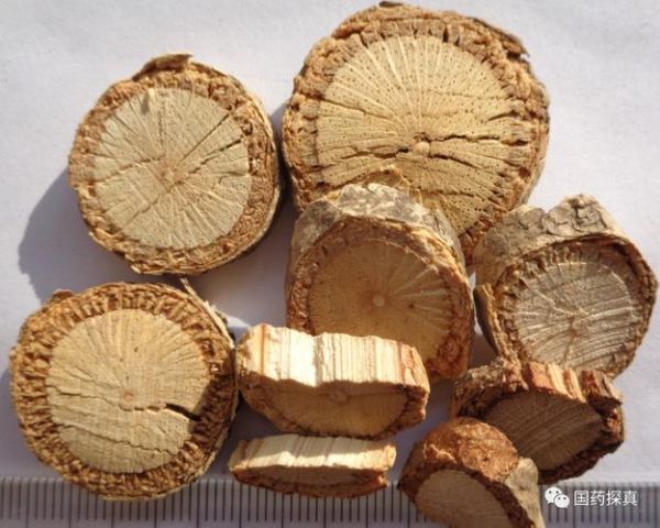 关木通和木通的区别_哪个更安全-第2张图片-山城妙识 关木通和木通的区别_哪个更安全-第2张图片-山城妙识