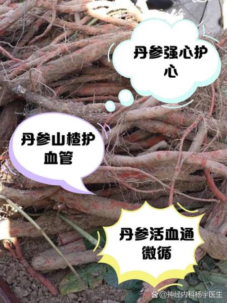 丹参的功效与副作用_哪些人不能吃-第2张图片-山城妙识 丹参的功效与副作用_哪些人不能吃-第2张图片-山城妙识