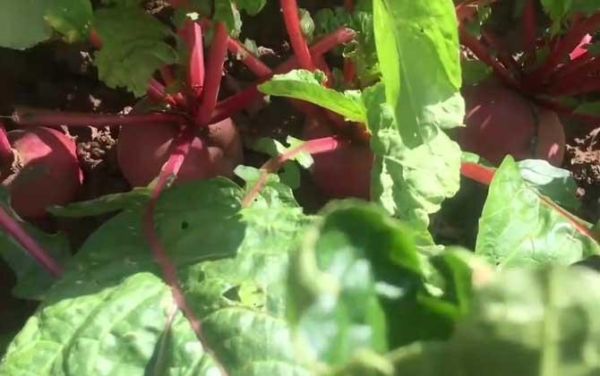 萝卜怎么读_萝卜的拼音是什么-第1张图片-山城妙识 萝卜怎么读_萝卜的拼音是什么-第1张图片-山城妙识