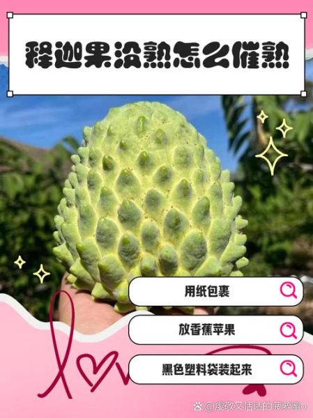 释迦果没熟可以吃吗_如何判断释迦果成熟-第1张图片-山城妙识 释迦果没熟可以吃吗_如何判断释迦果成熟-第1张图片-山城妙识