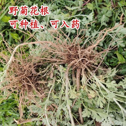 野菊花怎么制作最好_野菊花晒干还是烘干-第2张图片-山城妙识 野菊花怎么制作最好_野菊花晒干还是烘干-第2张图片-山城妙识