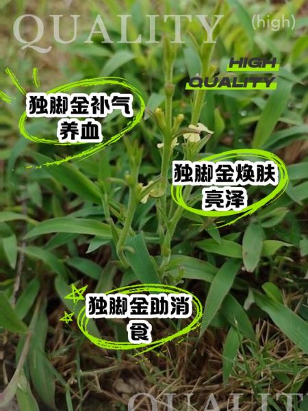 独脚金的功效与作用_独脚金怎么煮水喝-第1张图片-山城妙识 独脚金的功效与作用_独脚金怎么煮水喝-第1张图片-山城妙识