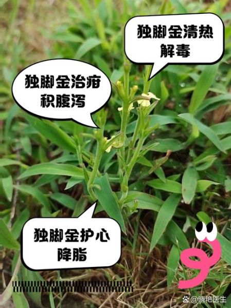独脚金的功效与作用_独脚金怎么煮水喝-第2张图片-山城妙识 独脚金的功效与作用_独脚金怎么煮水喝-第2张图片-山城妙识