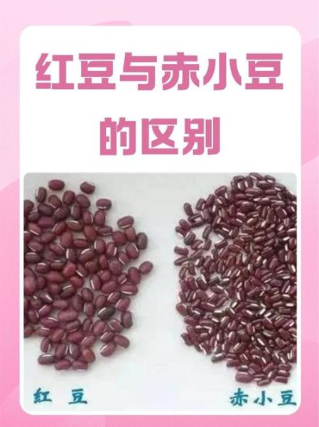 赤小豆是红豆吗_赤小豆和红豆的区别-第1张图片-山城妙识 赤小豆是红豆吗_赤小豆和红豆的区别-第1张图片-山城妙识