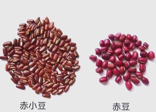 赤小豆是红豆吗_赤小豆和红豆的区别-第2张图片-山城妙识 赤小豆是红豆吗_赤小豆和红豆的区别-第2张图片-山城妙识