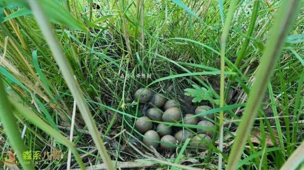 野鸡蛋和普通鸡蛋的区别_哪个营养价值更高-第3张图片-山城妙识 野鸡蛋和普通鸡蛋的区别_哪个营养价值更高-第3张图片-山城妙识